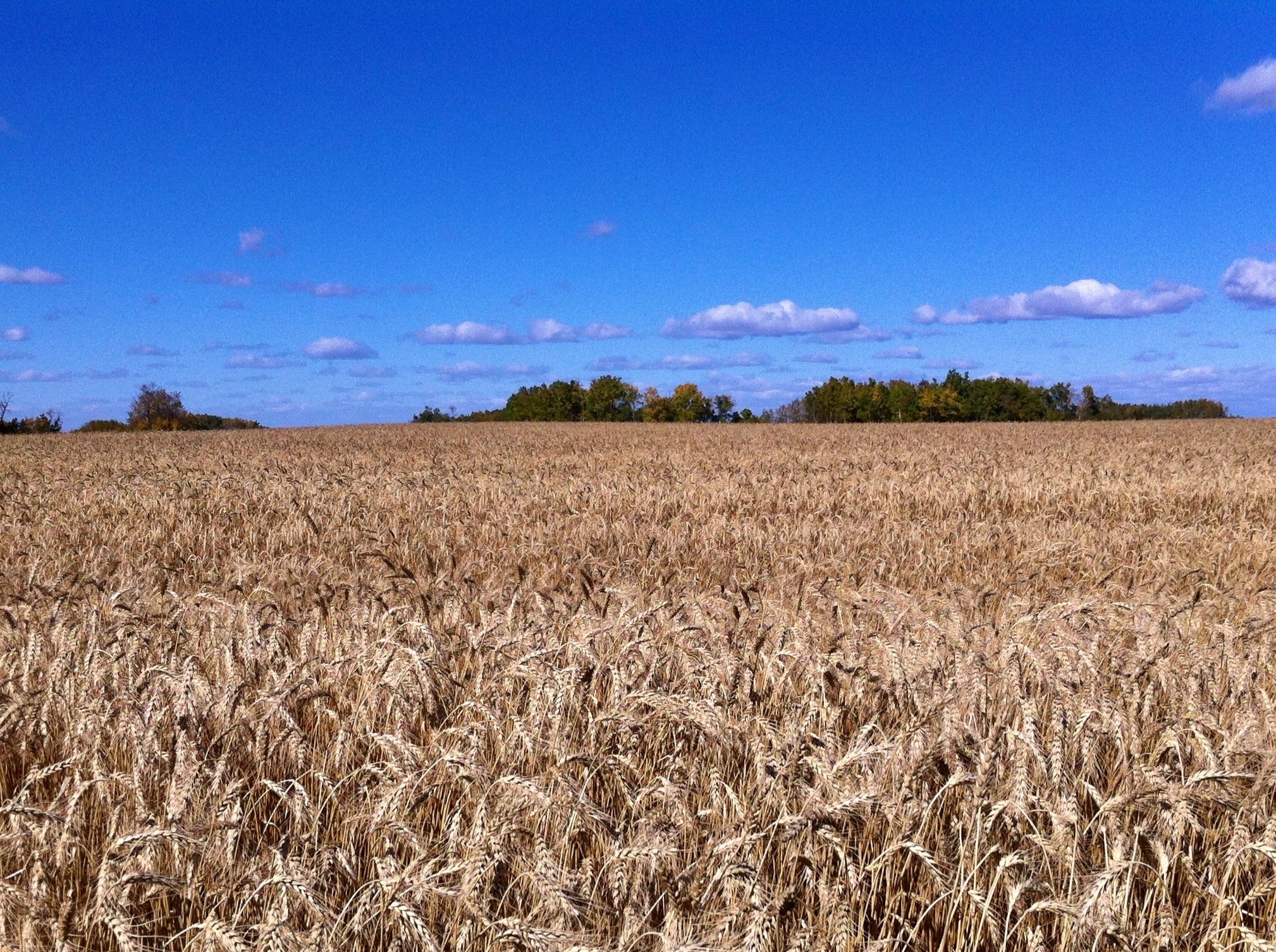Blank Gift Enclosure Cards - EK Designs - Wheat Field – Founders Market