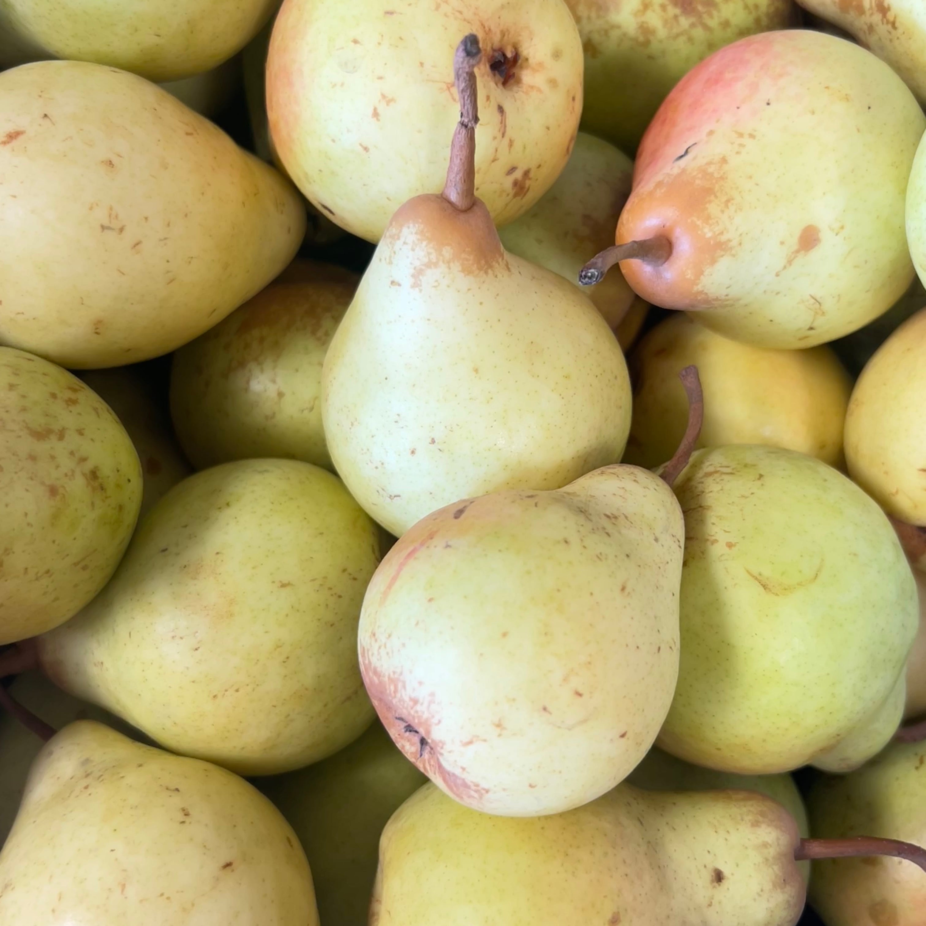 Pears - Harrow Crisp - Steve and Dan's Fresh BC Fruit - per lb ...